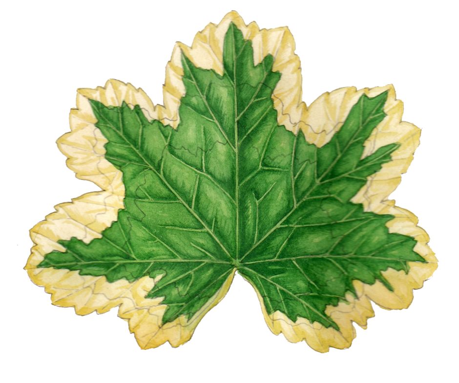 Geranium Variegated Leaf Step by Step - Lizzie Harper