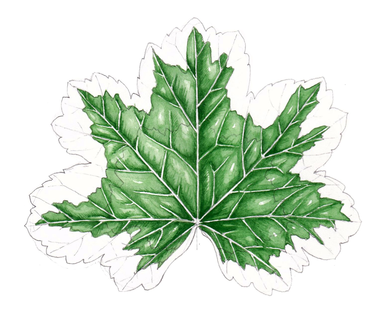 Geranium Variegated Leaf Step by Step - Lizzie Harper