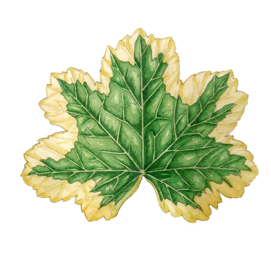 Geranium Variegated Leaf Step by Step - Lizzie Harper