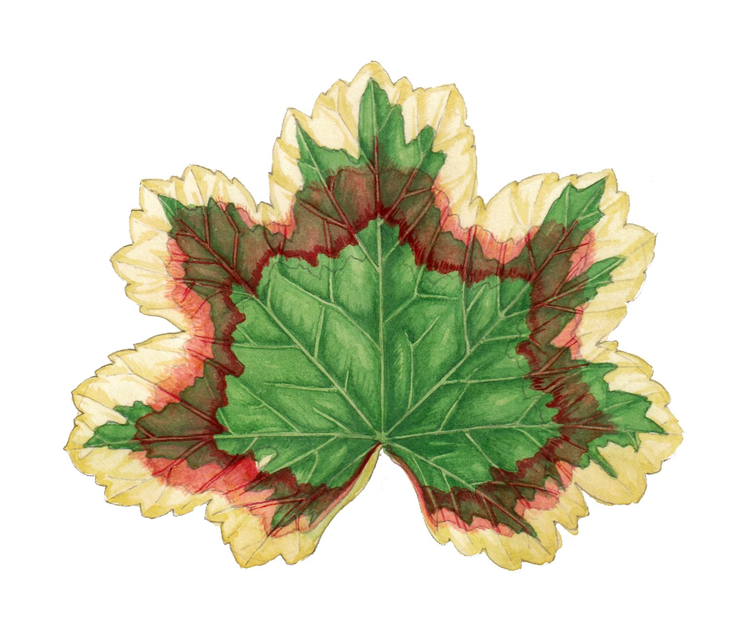 Geranium Variegated Leaf Step by Step - Lizzie Harper