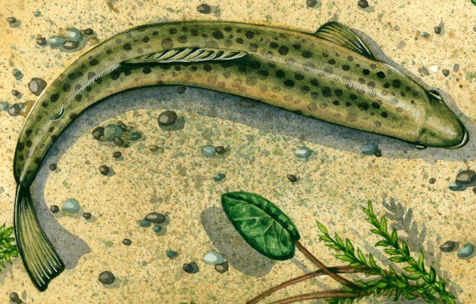 Spotted fish - Lizzie Harper