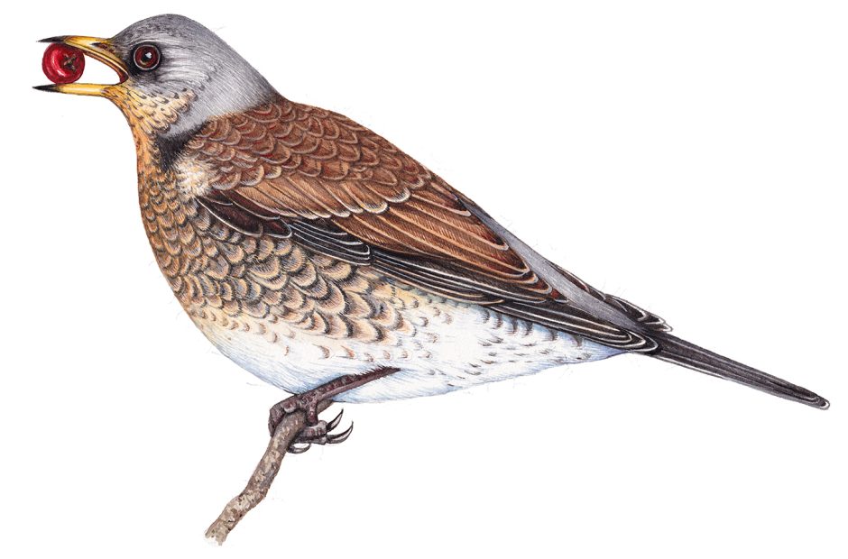 British Thrush Species - Lizzie Harper