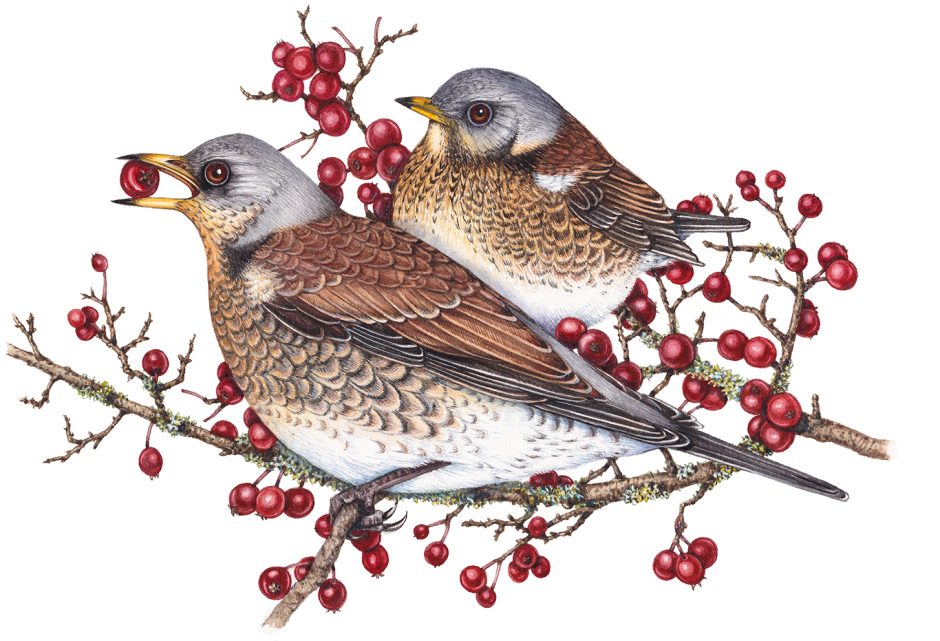 British Thrush Species - Lizzie Harper