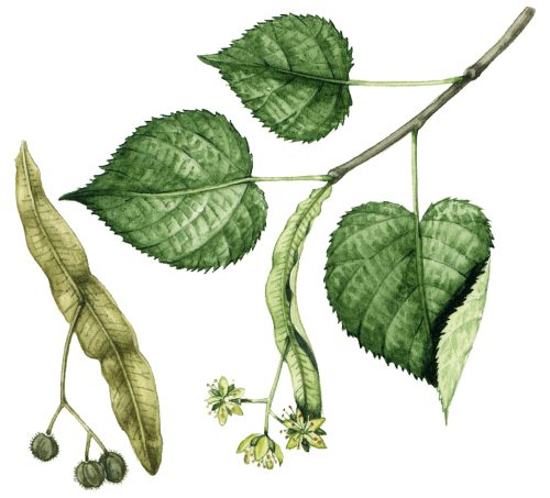 Trees: Small-leaved lime or Linden - Lizzie Harper