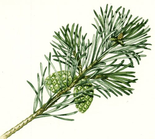 Trees: Scots pine Pinus sylvestris - Lizzie Harper