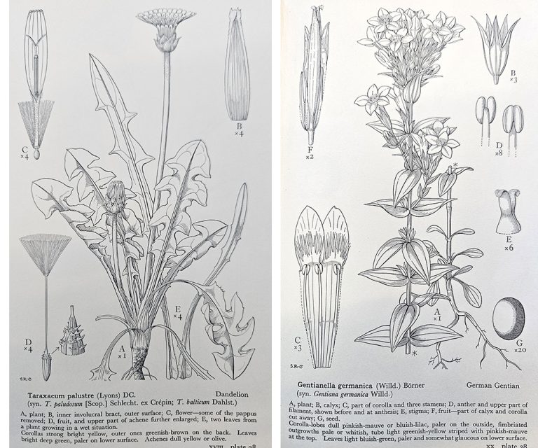 Researching a wildflower - Lizzie Harper