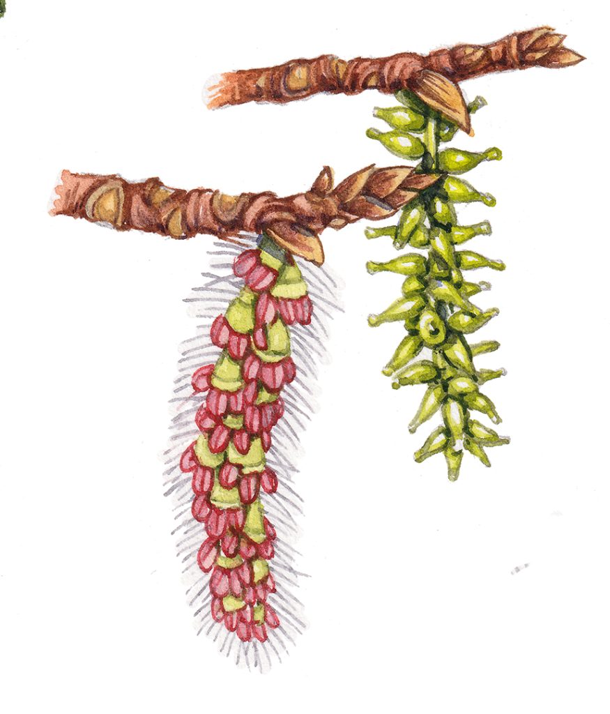 Aspen Populus tremula female and male flowers - Lizzie Harper