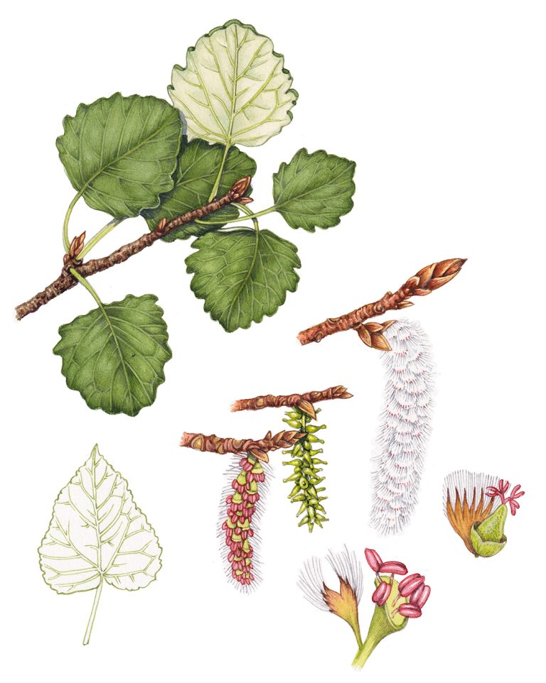 Aspen Populus tremula - SOLD - Lizzie Harper