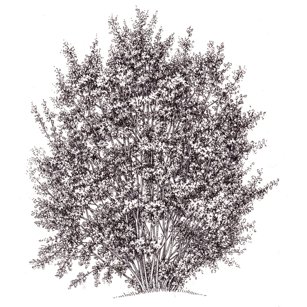 Aspen tree Populus tremula - Lizzie Harper