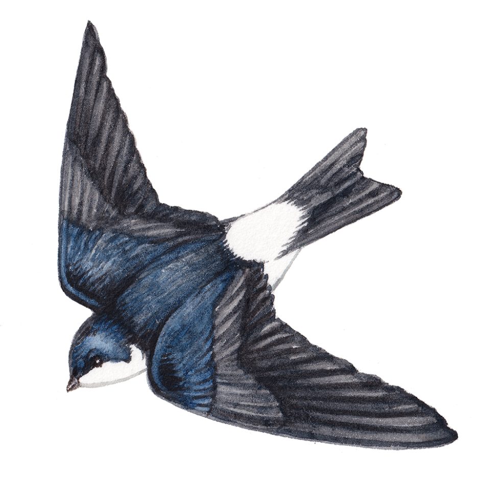 House martin Delichon urbicum in flight - Lizzie Harper