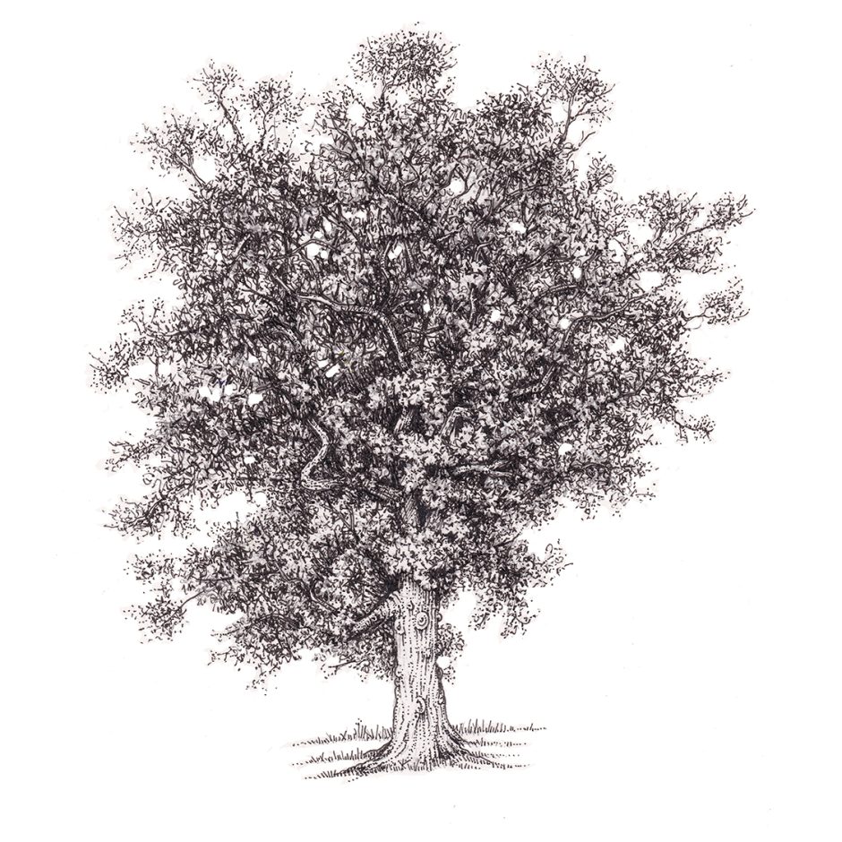 Sessile Oak tree Quercus petraea - Lizzie Harper