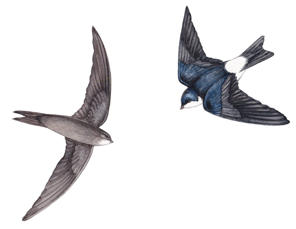 Swift Apus apus and House martin Delichon urbicum in flight - Lizzie Harper