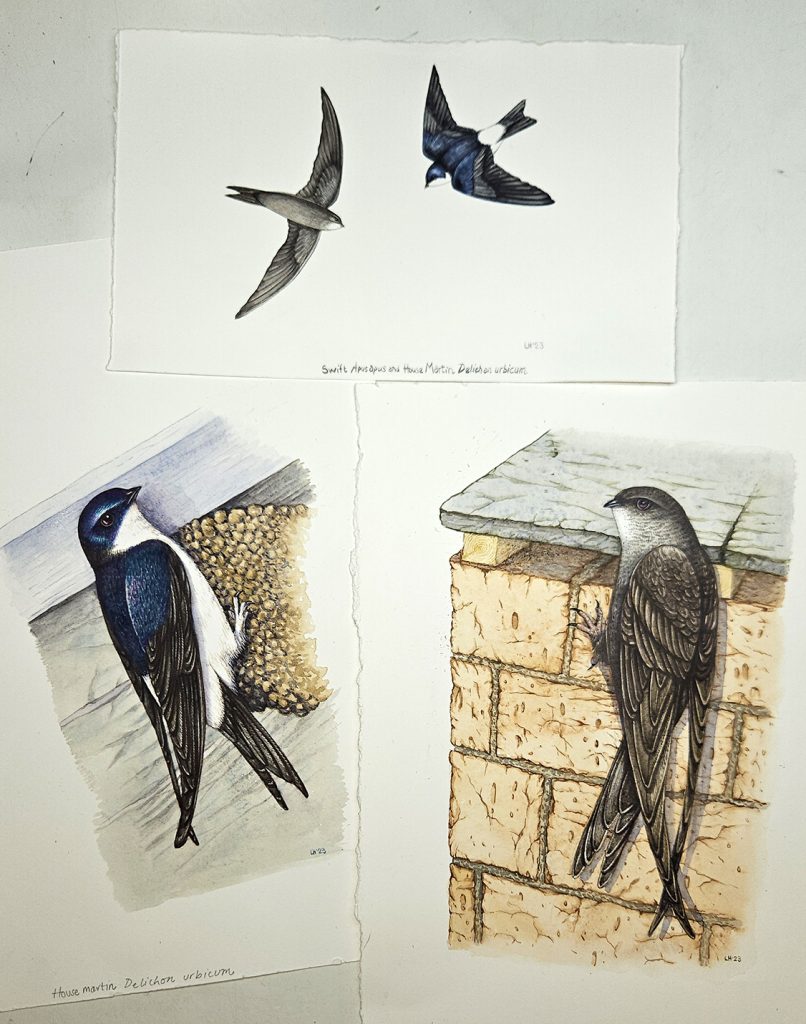 Swift House martin flight illustrations - Lizzie Harper