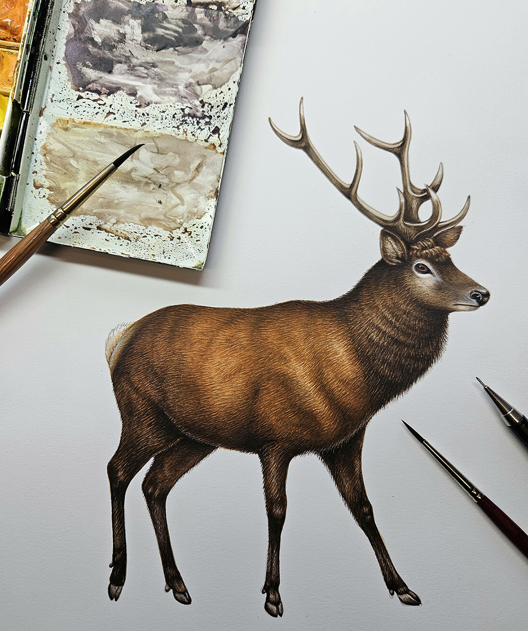 how to draw red deer