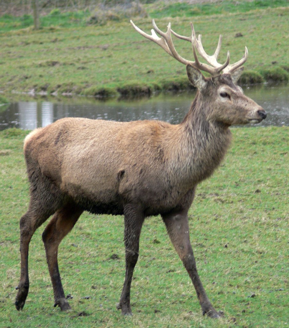 deer red male - Lizzie Harper