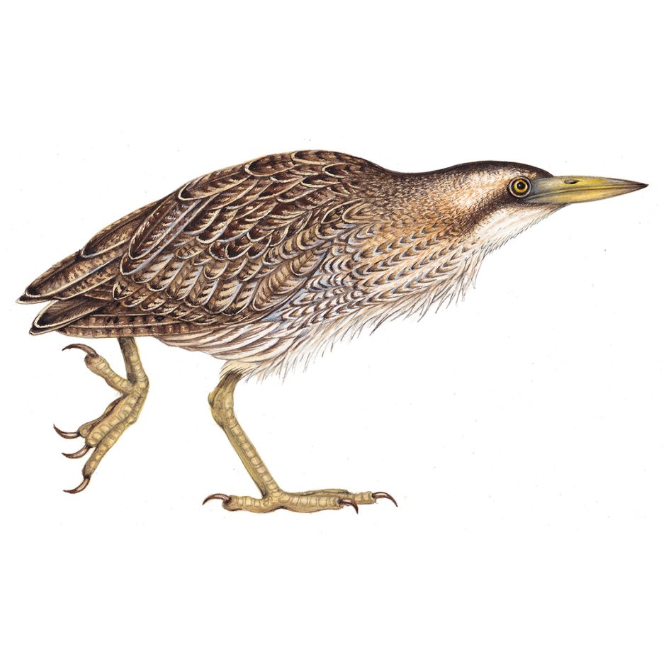 Bird Archives - Lizzie Harper