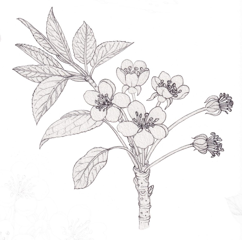 ‌Line drawing of Pear blossom Pyrus communis - Lizzie Harper