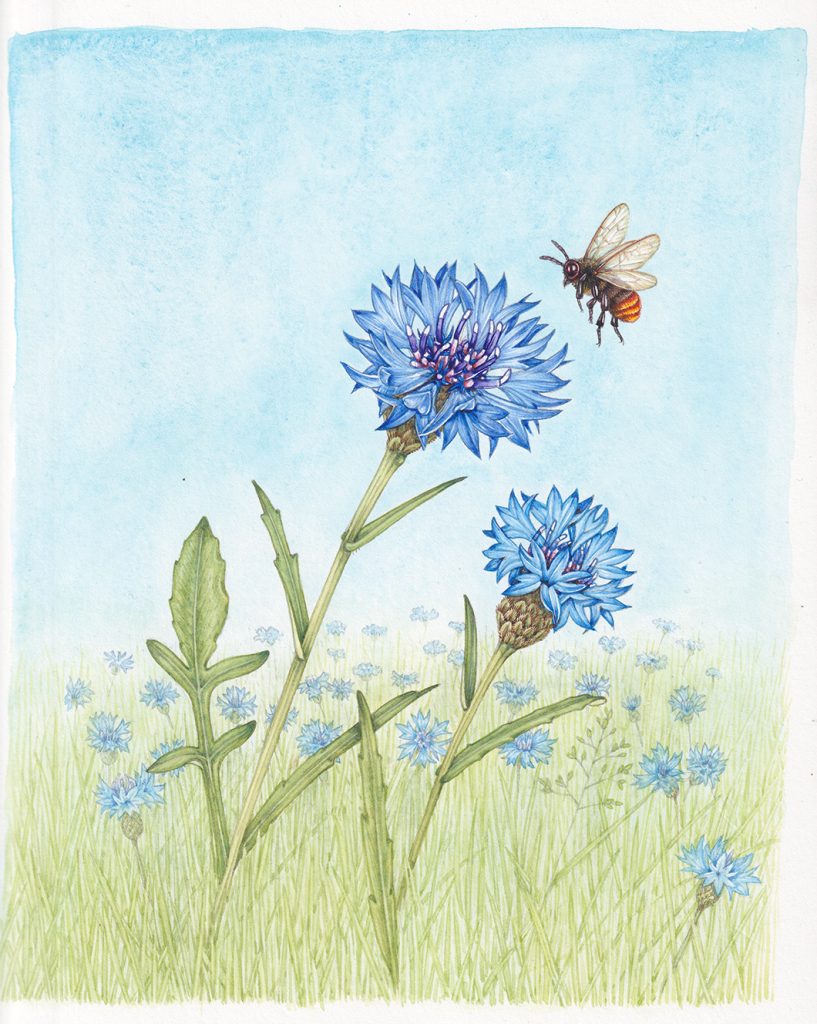 Cornflower with Red-tailed Bumblebee - Lizzie Harper