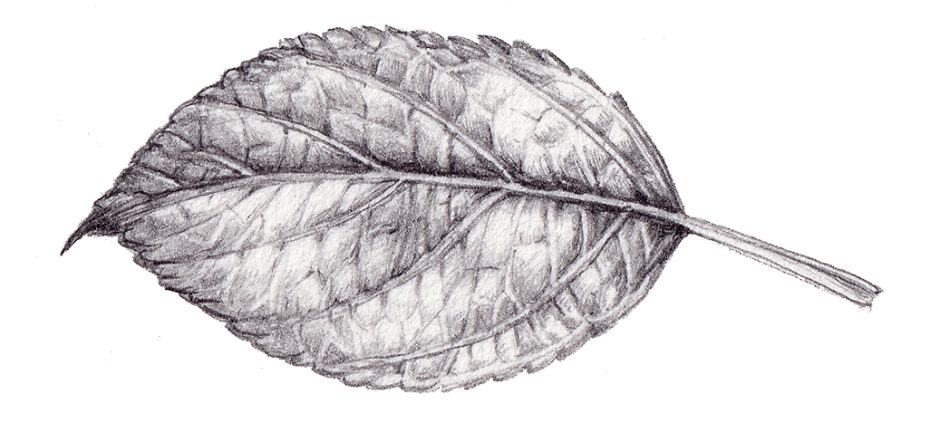 Pear leaf Pyrus communis - Lizzie Harper
