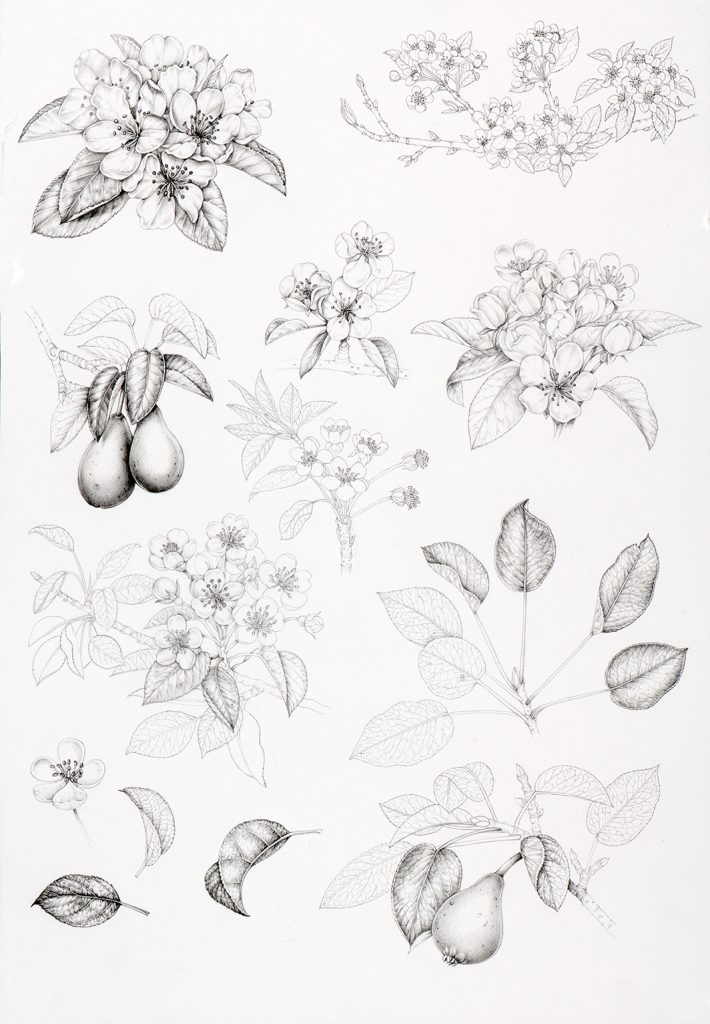 Sheet of Perry Pear sketches Pyrus communis - Lizzie Harper