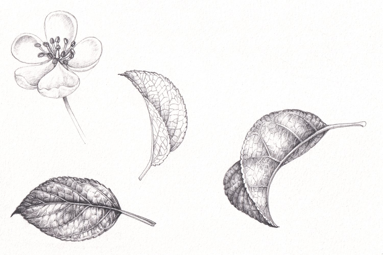 Study of Pear leaves and flower Pyrus communis - Lizzie Harper
