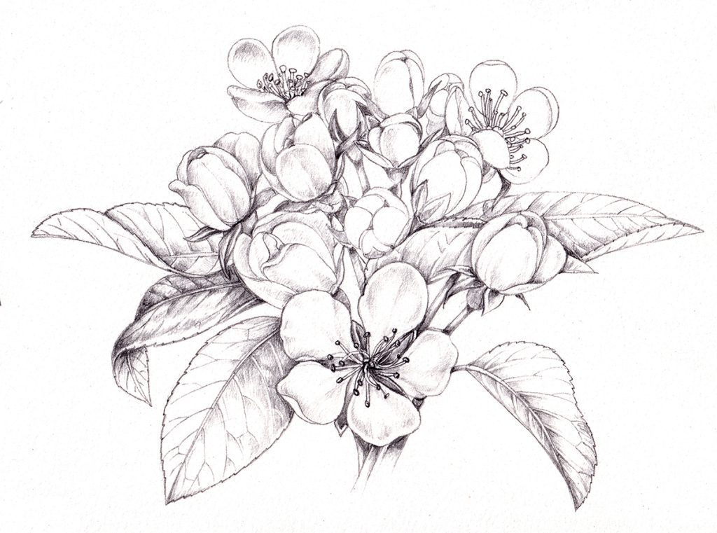 Tonal study of pear blossom - Lizzie Harper