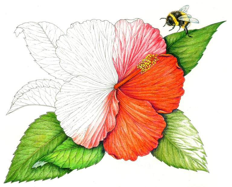 Flower shapes: Symbolism & Cultural significance - Lizzie Harper