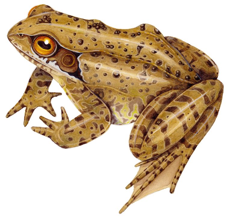 Common frog Rana temporia - Lizzie Harper