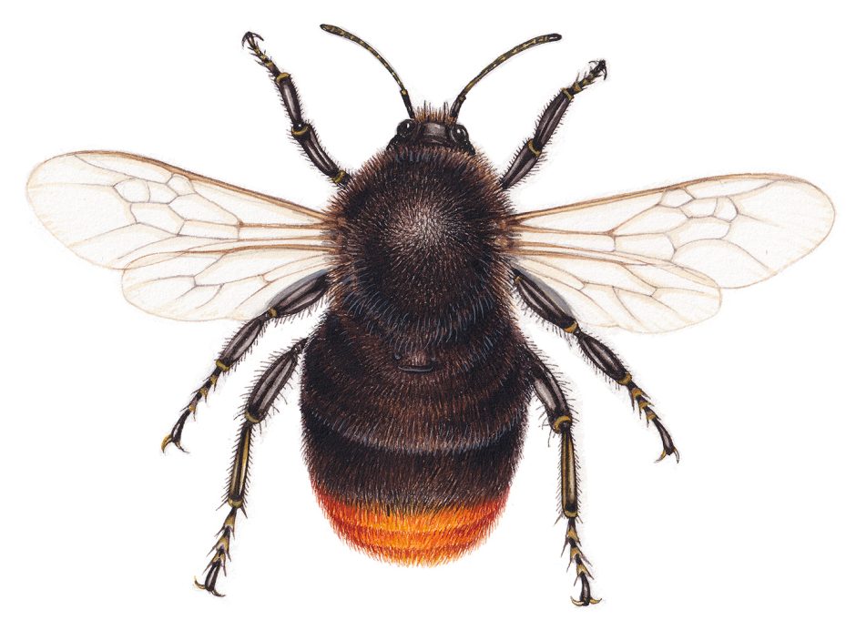 Red-tailed bumblebee Bombus lapidarius - Lizzie Harper