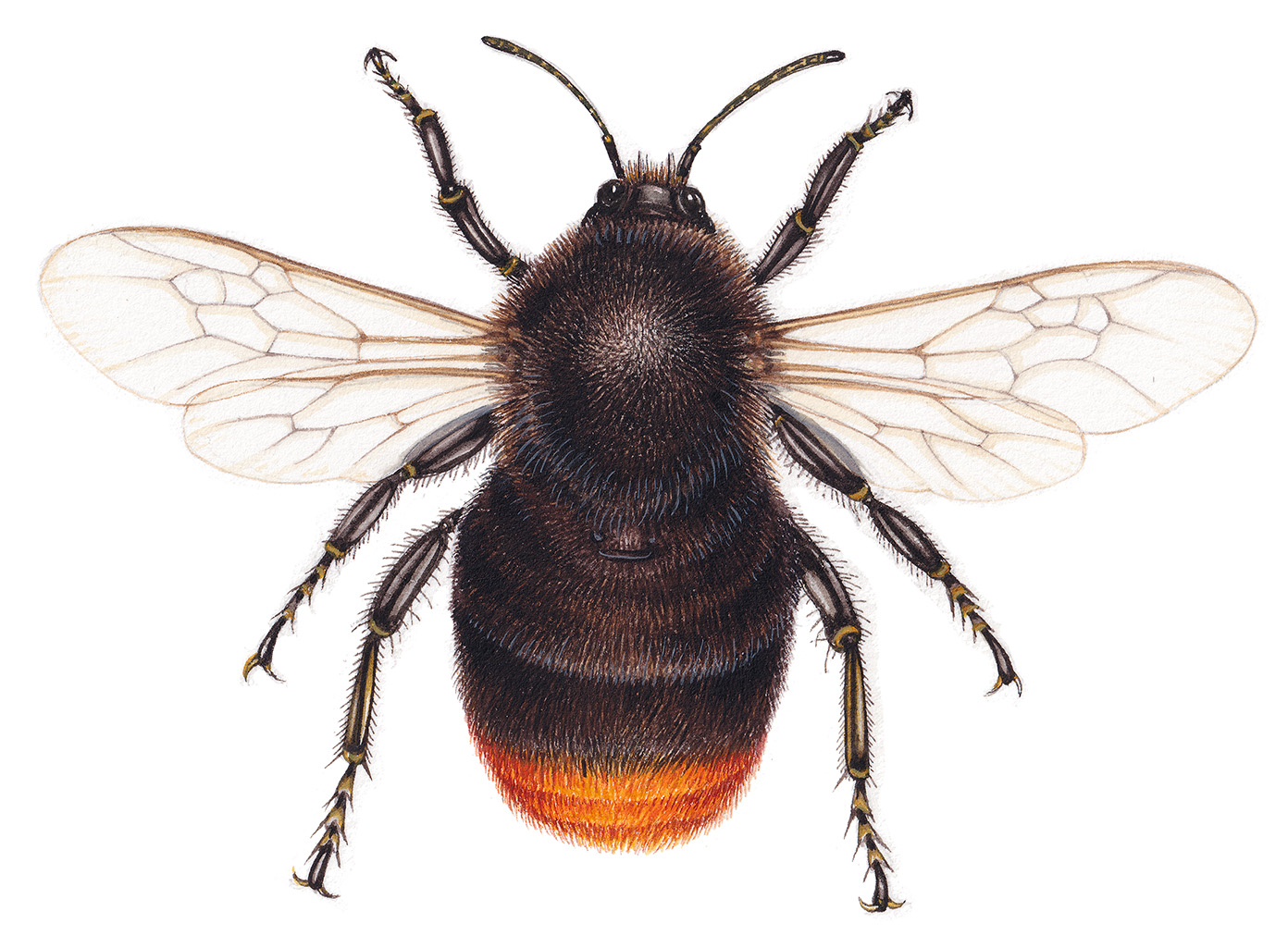 Red-tailed bumblebee Bombus lapidarius - Lizzie Harper