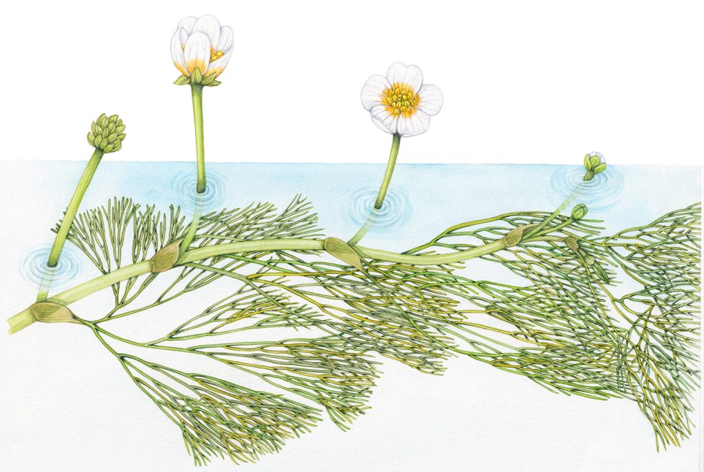 Stream water-crowfoot - Lizzie Harper