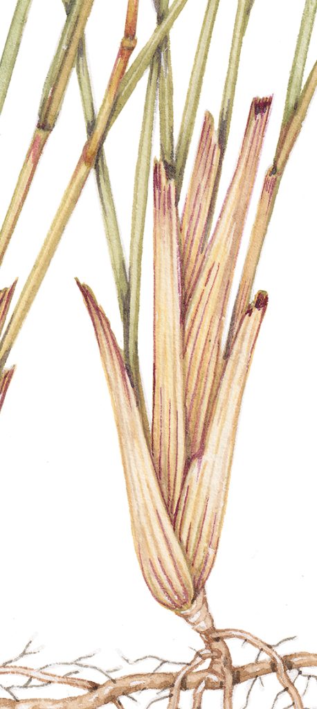 Marram Grass 2 Ammophila arenaria detail 2 - Lizzie Harper