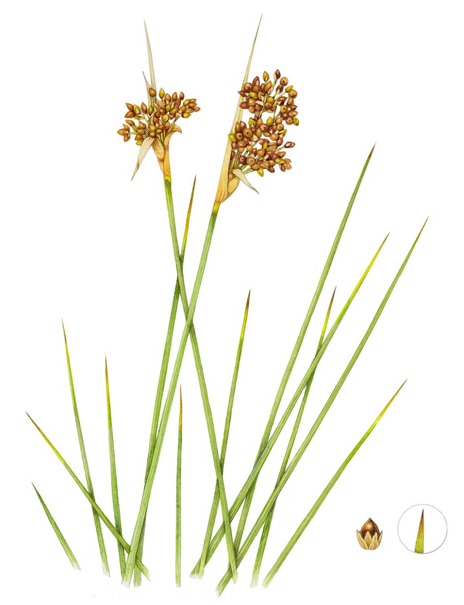 Sharp rush Juncus acutus - Lizzie Harper