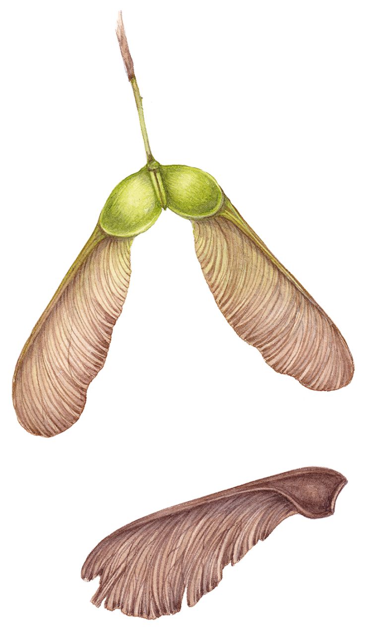 Sycamore Acer pseudoplatanus winged seeds - Lizzie Harper