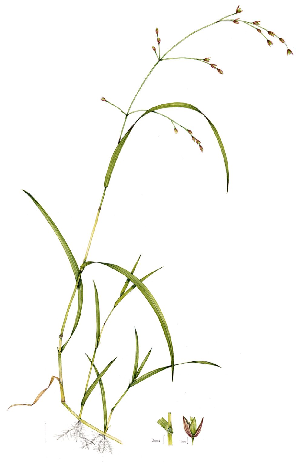 Wood melick Melica uniflora - Lizzie Harper