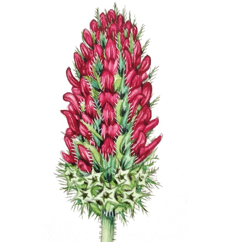 Wildflower families: Fabaceae, the Pea family - Lizzie Harper