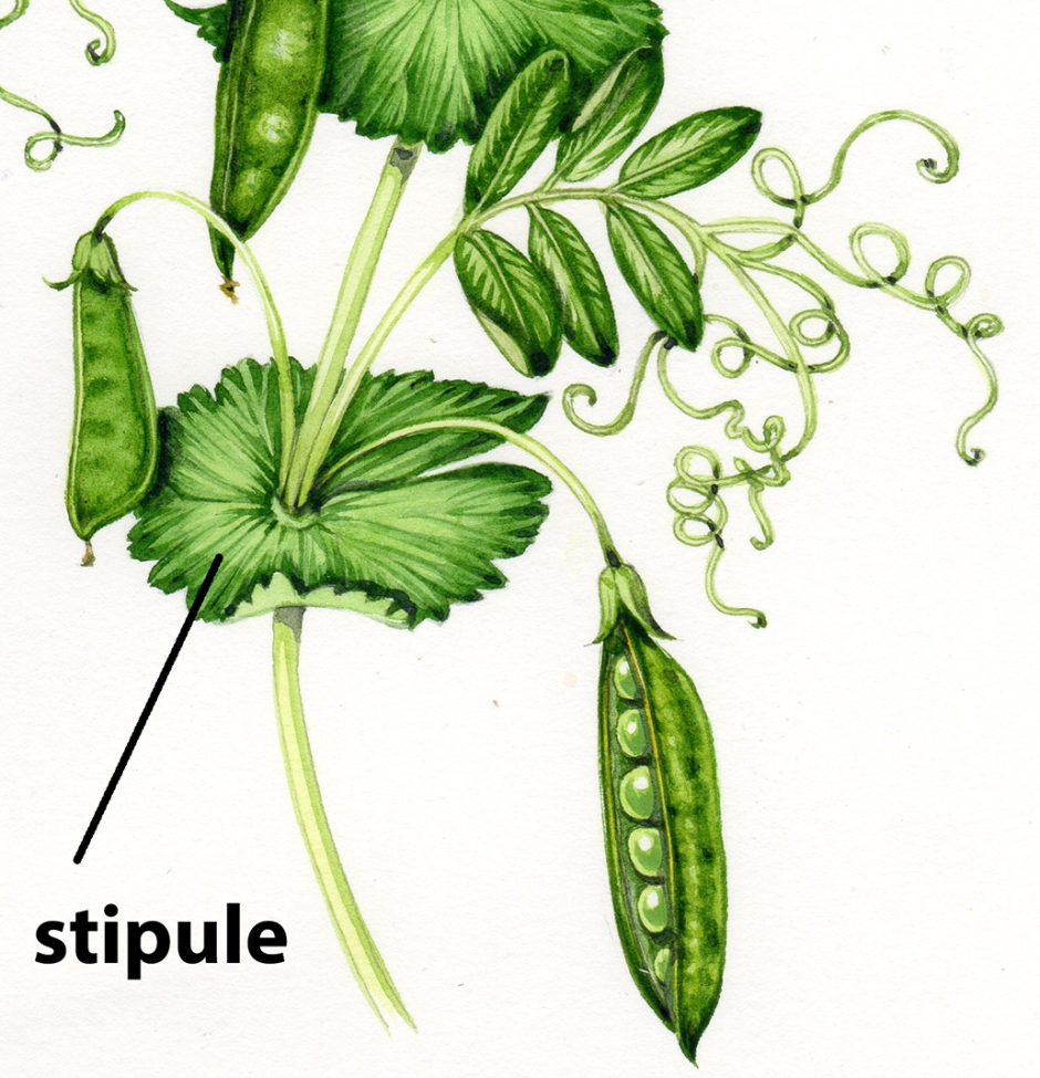 Wildflower families: Fabaceae, the Pea family - Lizzie Harper