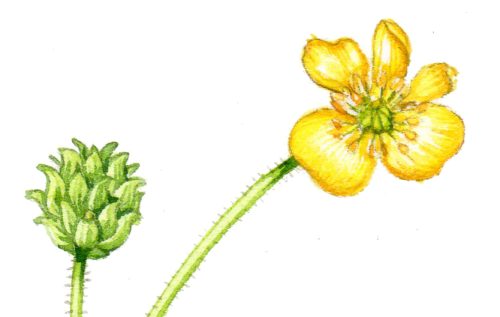 Wildflower families: Ranunculaceae, the Buttercups - Lizzie Harper