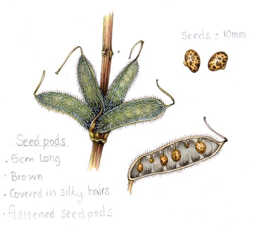 Nootka lupin Lupinus nootkatensis fruit - Lizzie Harper