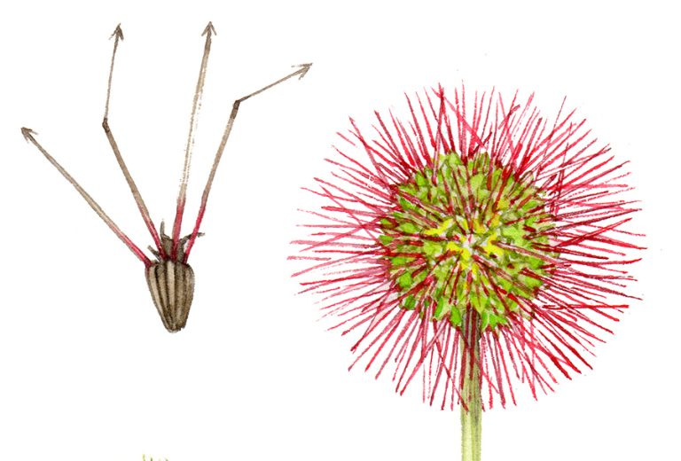 Rosaceae Fruit - Lizzie Harper