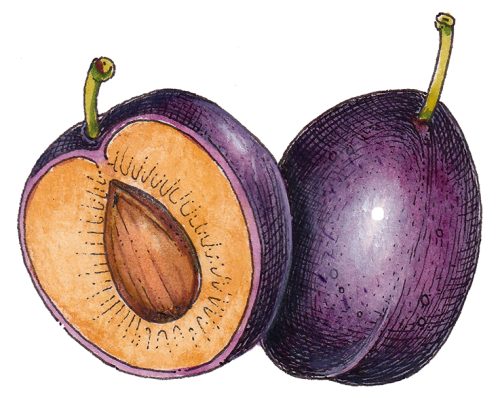 Plum Prunus prunus fruit - Lizzie Harper