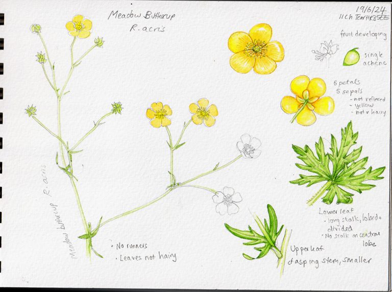 Wildflower families: Ranunculaceae, the Buttercups - Lizzie Harper