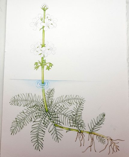 Water violet Step by Step - Lizzie Harper