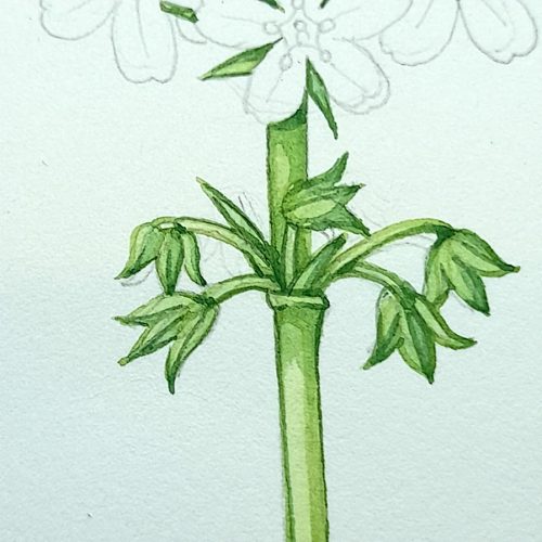 Water violet Step by Step - Lizzie Harper