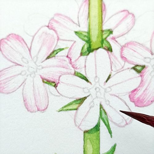 Water violet Step by Step - Lizzie Harper