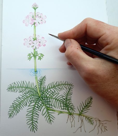 Water violet Step by Step - Lizzie Harper