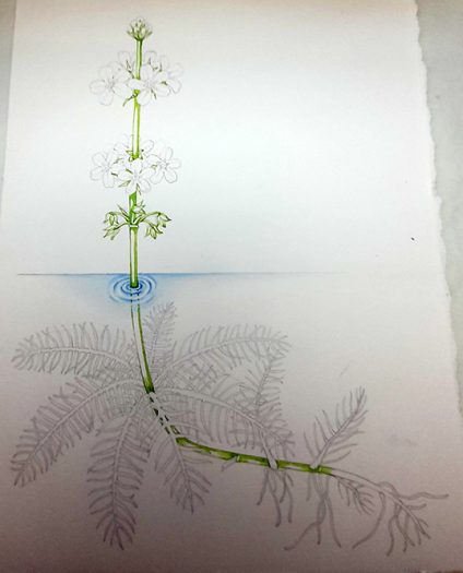 Water violet Step by Step - Lizzie Harper