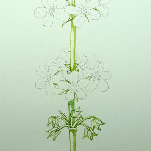 Water violet Step by Step - Lizzie Harper