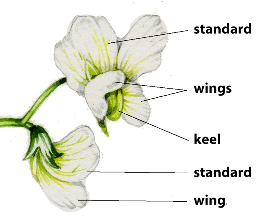 Wildflower families: Fabaceae, the Pea family - Lizzie Harper