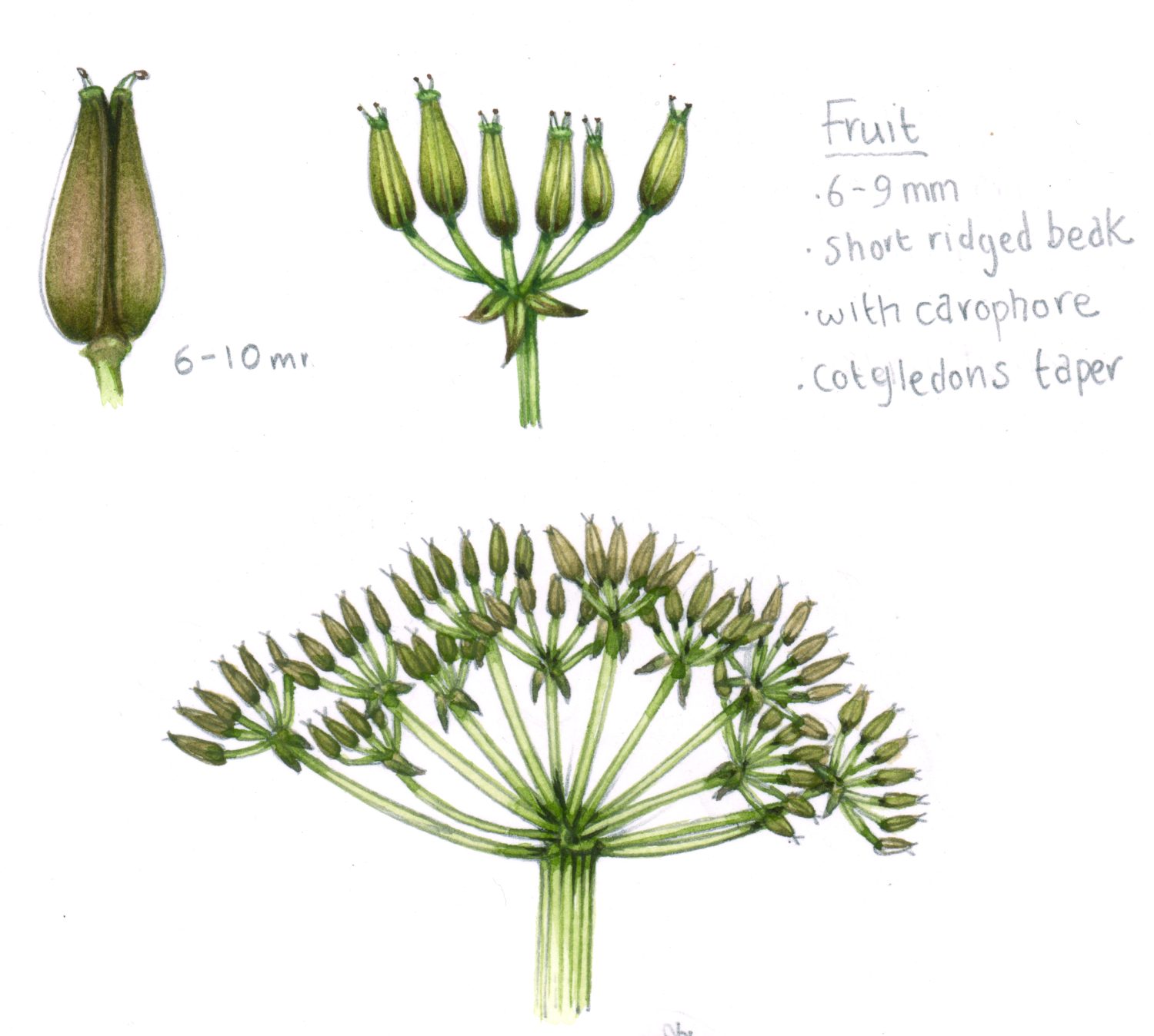 Wildflower families: Apiaceae - Lizzie Harper